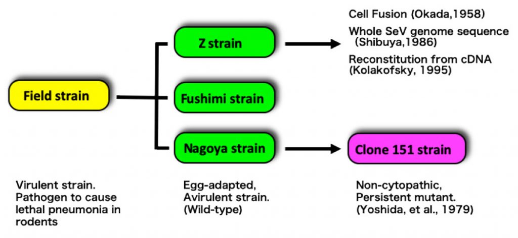 What Is Stealth RNA Vector (SRV)? | TOKIWA-Bio inc.,