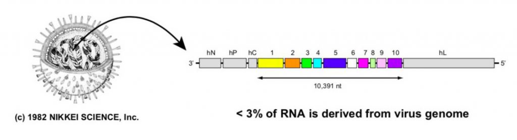 What Is Stealth RNA Vector (SRV)? | TOKIWA-Bio inc.,